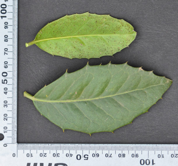 Elaeodendron croceum | Tree SA