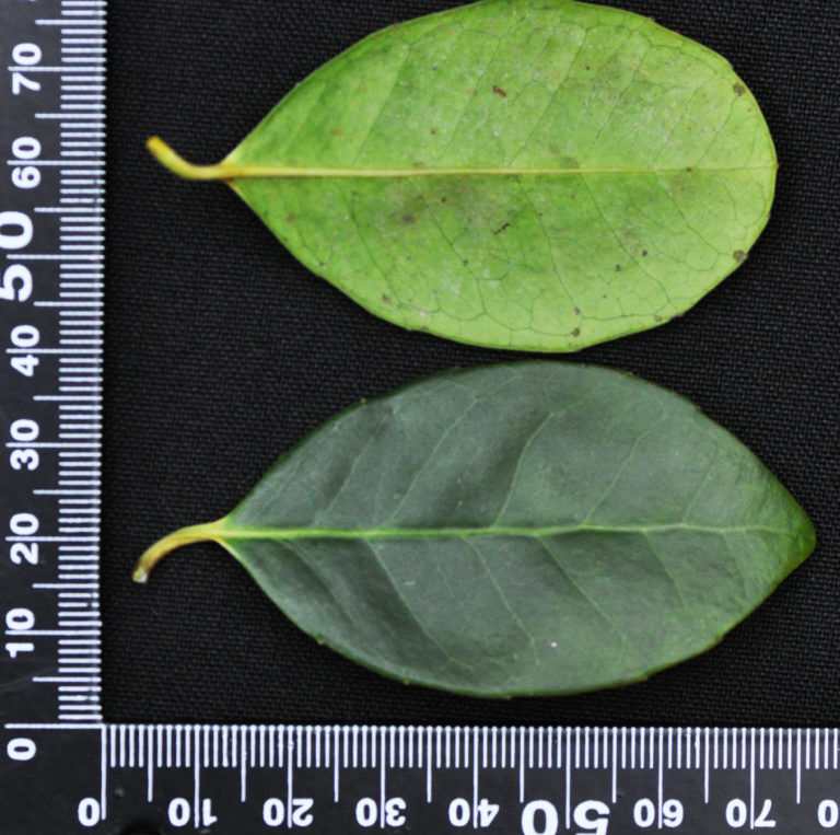 Elaeodendron croceum | Tree SA