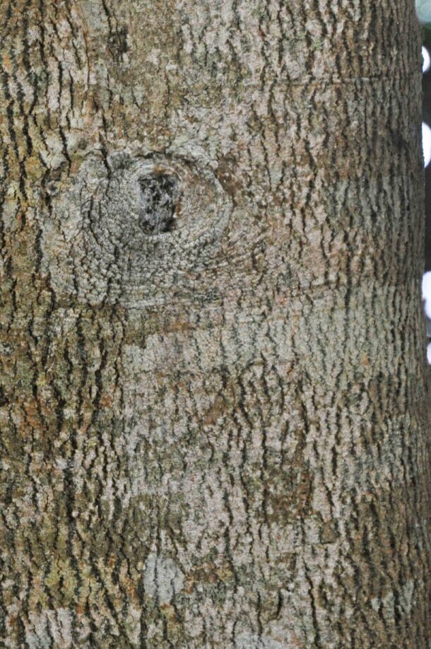 Elaeodendron croceum | Tree SA
