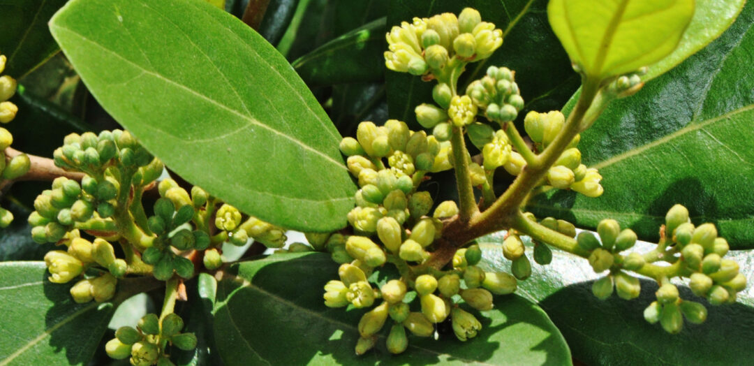 Cryptocarya latifolia | Tree SA