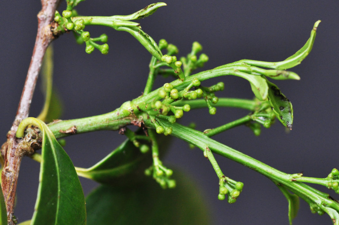 Elaeodendron croceum | Tree SA