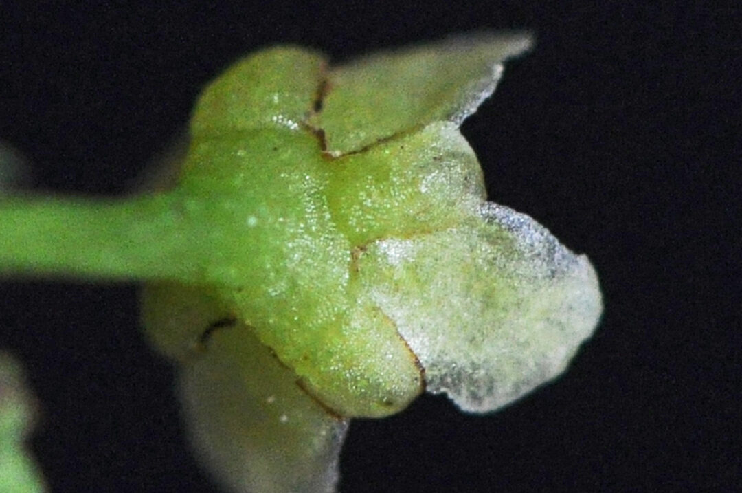Elaeodendron croceum | Tree SA