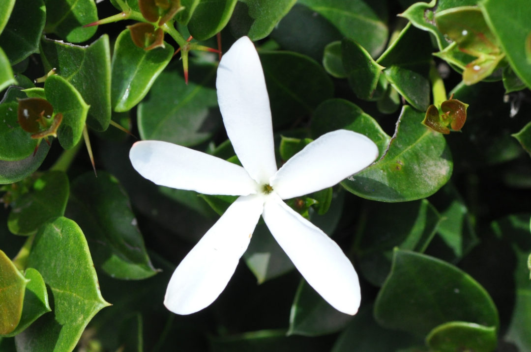 Carissa macrocarpa | Tree SA