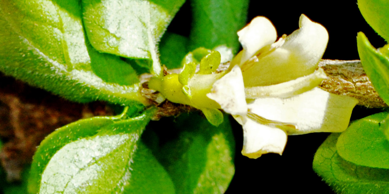 Coddia rudis | Tree SA