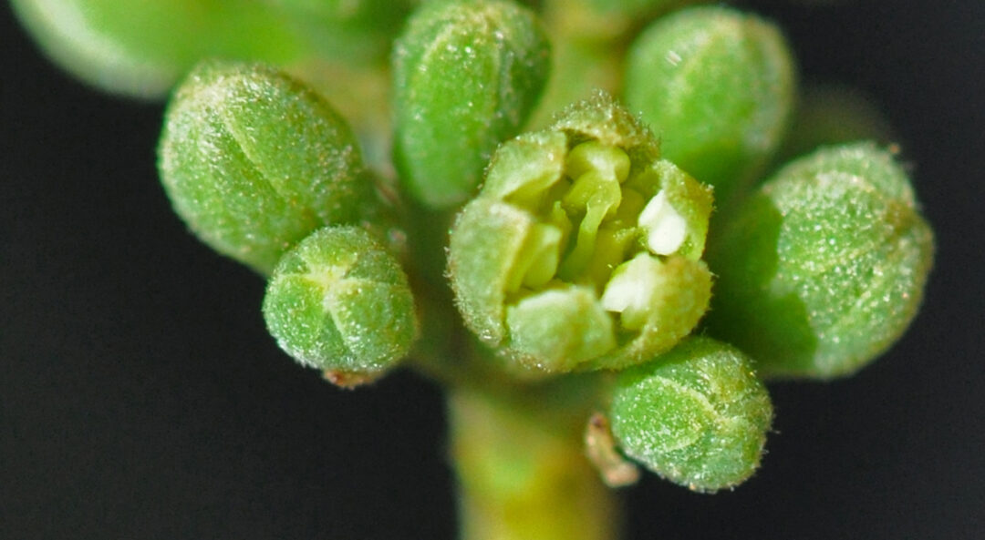 Cryptocarya latifolia | Tree SA