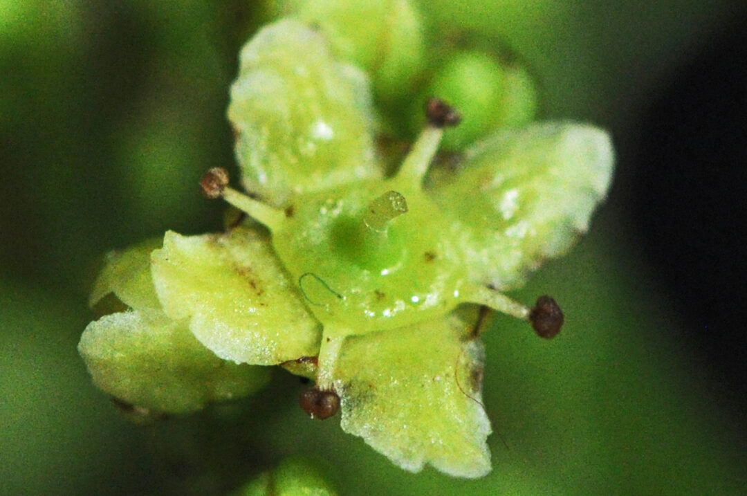 Elaeodendron croceum | Tree SA