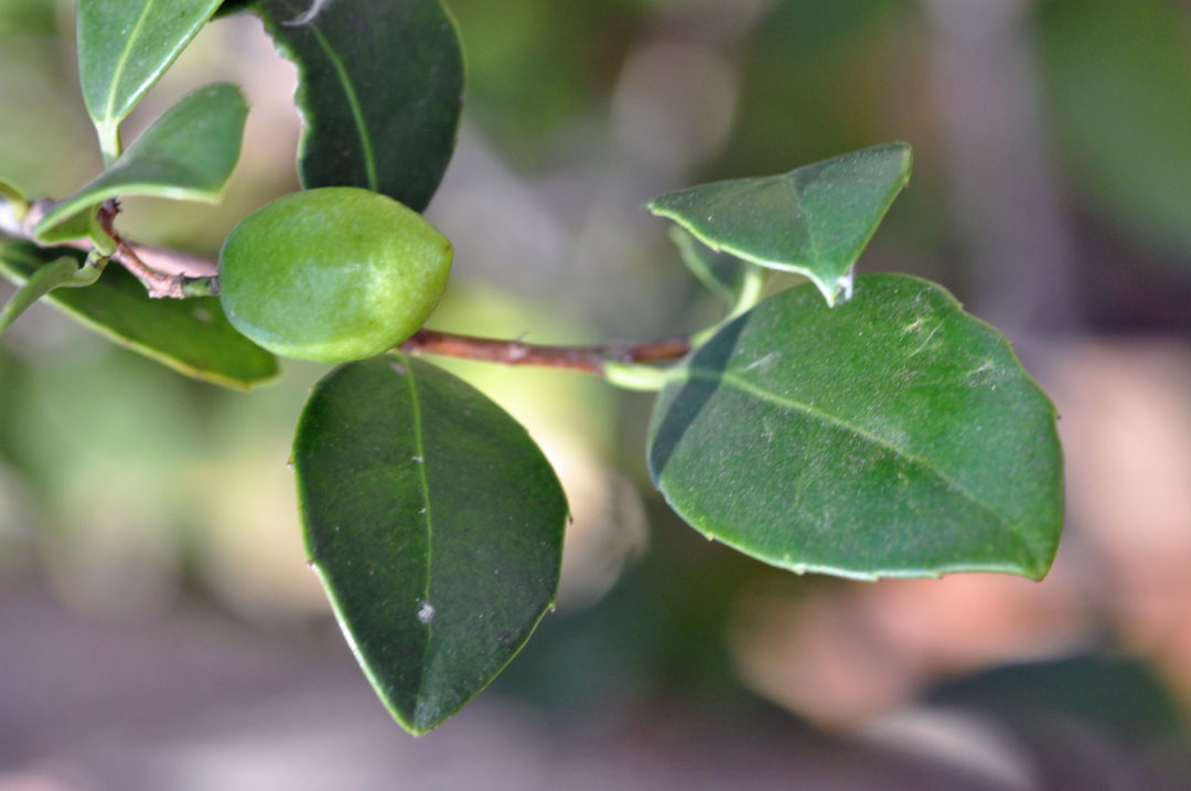 Elaeodendron croceum | Tree SA