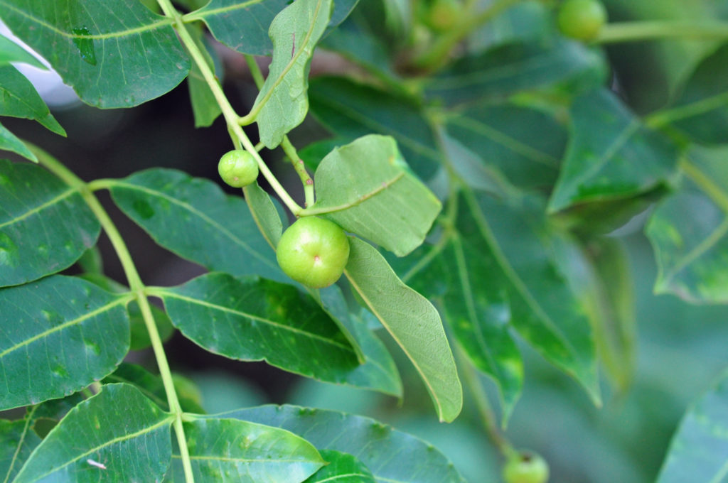 Ekebergia capensis | Tree SA