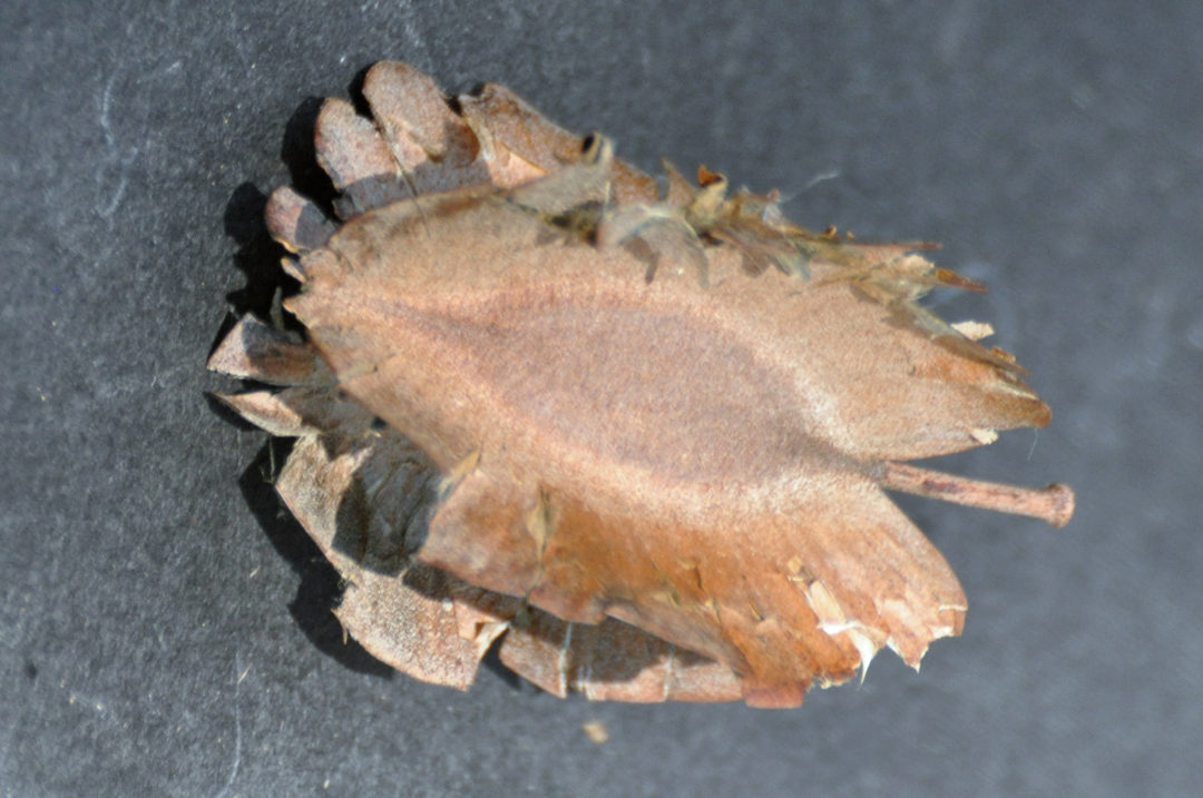 Combretum collinum | Tree SA