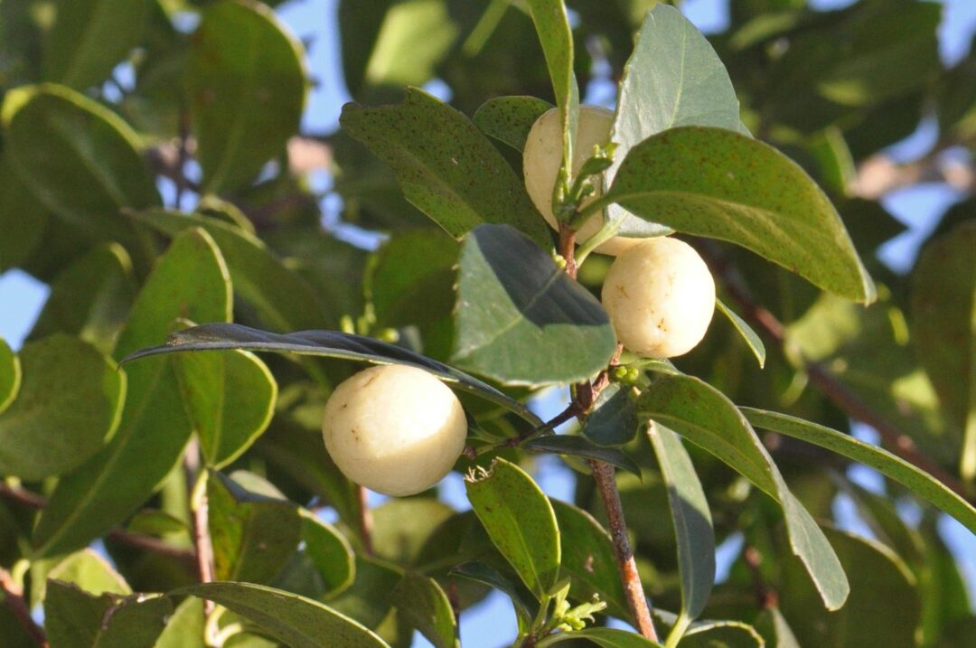 Elaeodendron croceum | Tree SA