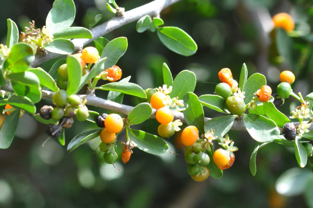 Ehretia rigida | Tree SA