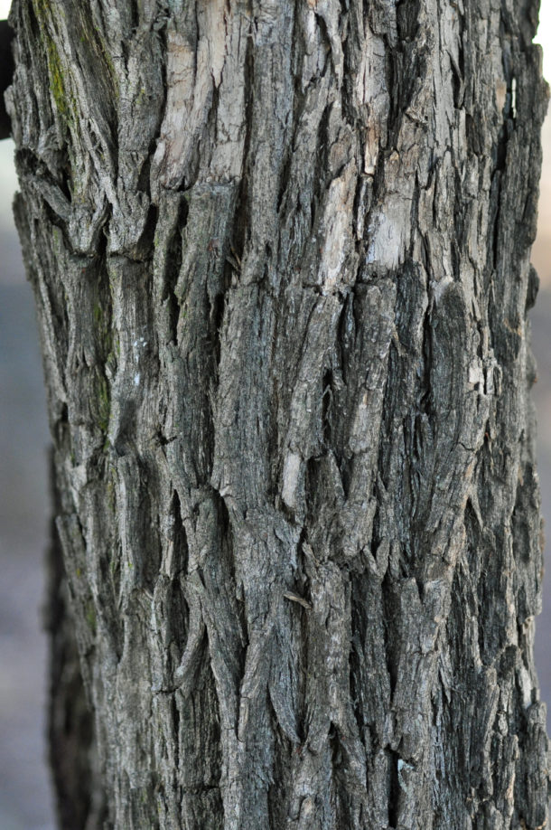 Dichrostachys cinerea | Tree SA