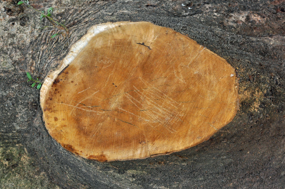 Combretum erythrophyllum | Tree SA