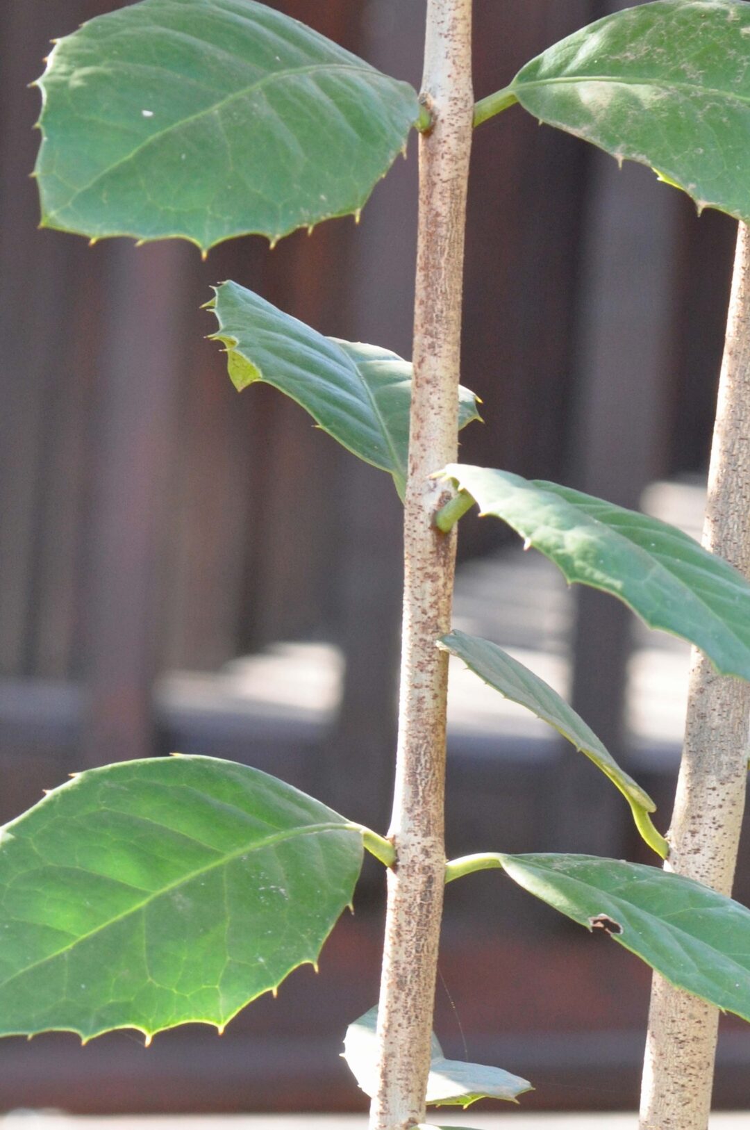 Elaeodendron croceum | Tree SA