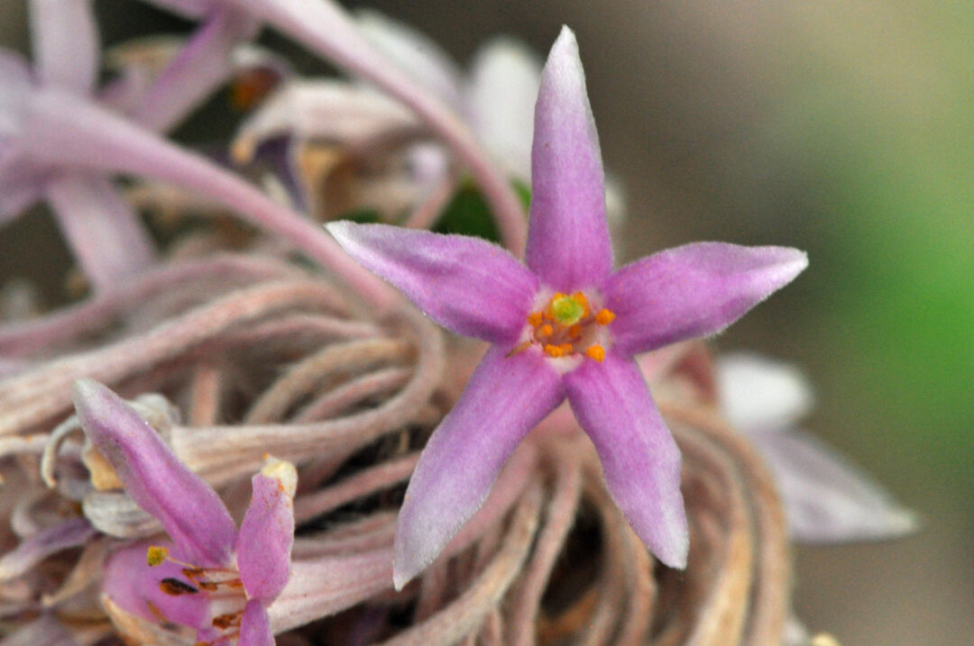 Dais cotinifolia | Tree SA