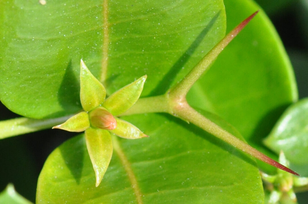 Carissa macrocarpa | Tree SA