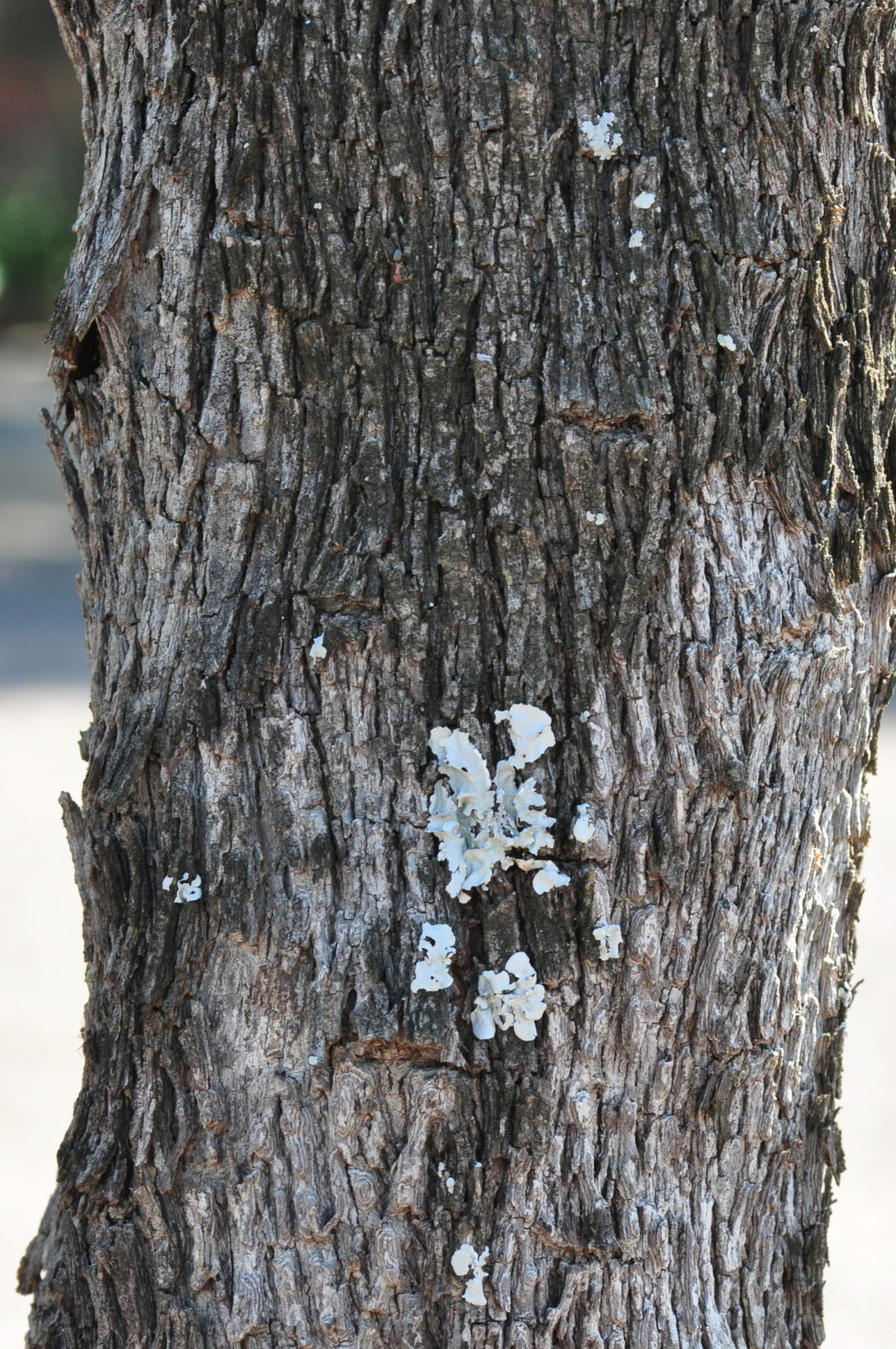 Combretum hereroense | Tree SA