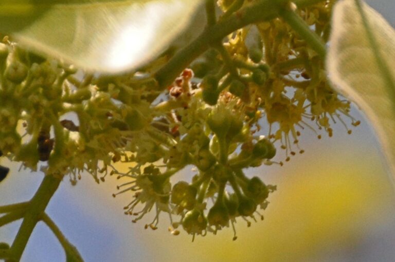 Combretum collinum | Tree SA
