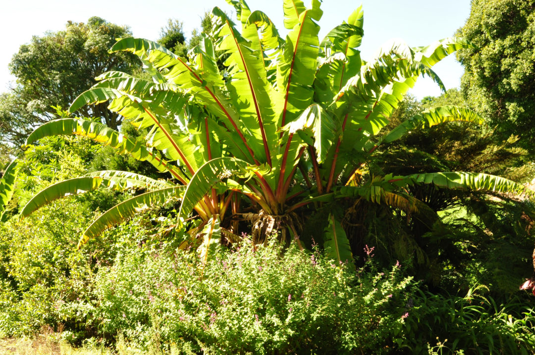 Ensete ventricosum | Tree SA