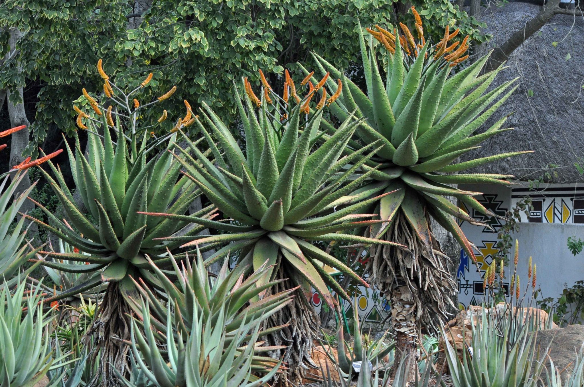 Aloe marlothii | Tree SA