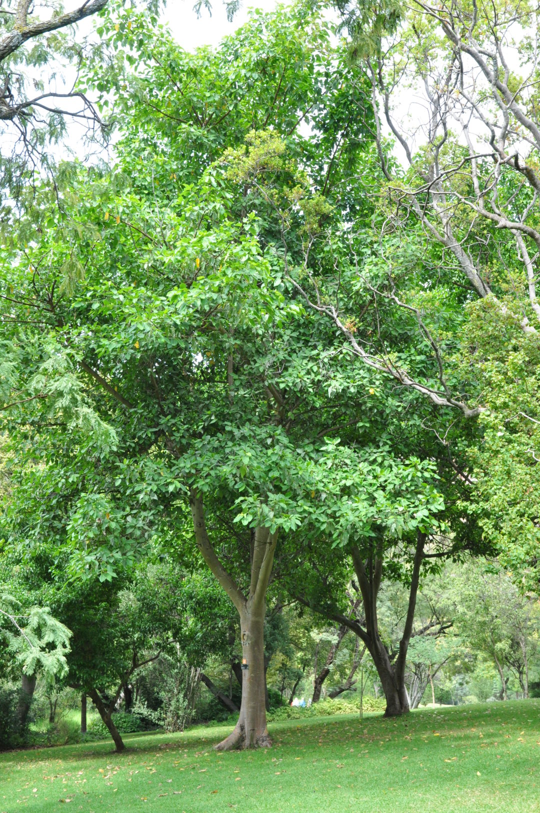 Ficus sur | Tree SA