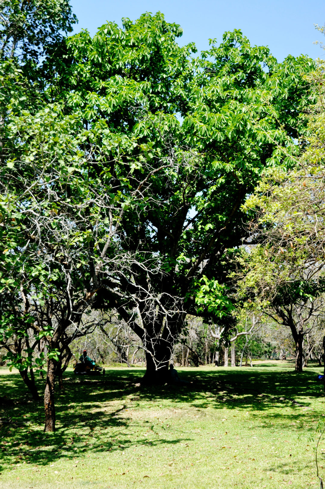 Ficus lutea | Tree SA