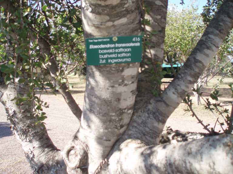 Elaeodendron transvaalense | Tree SA