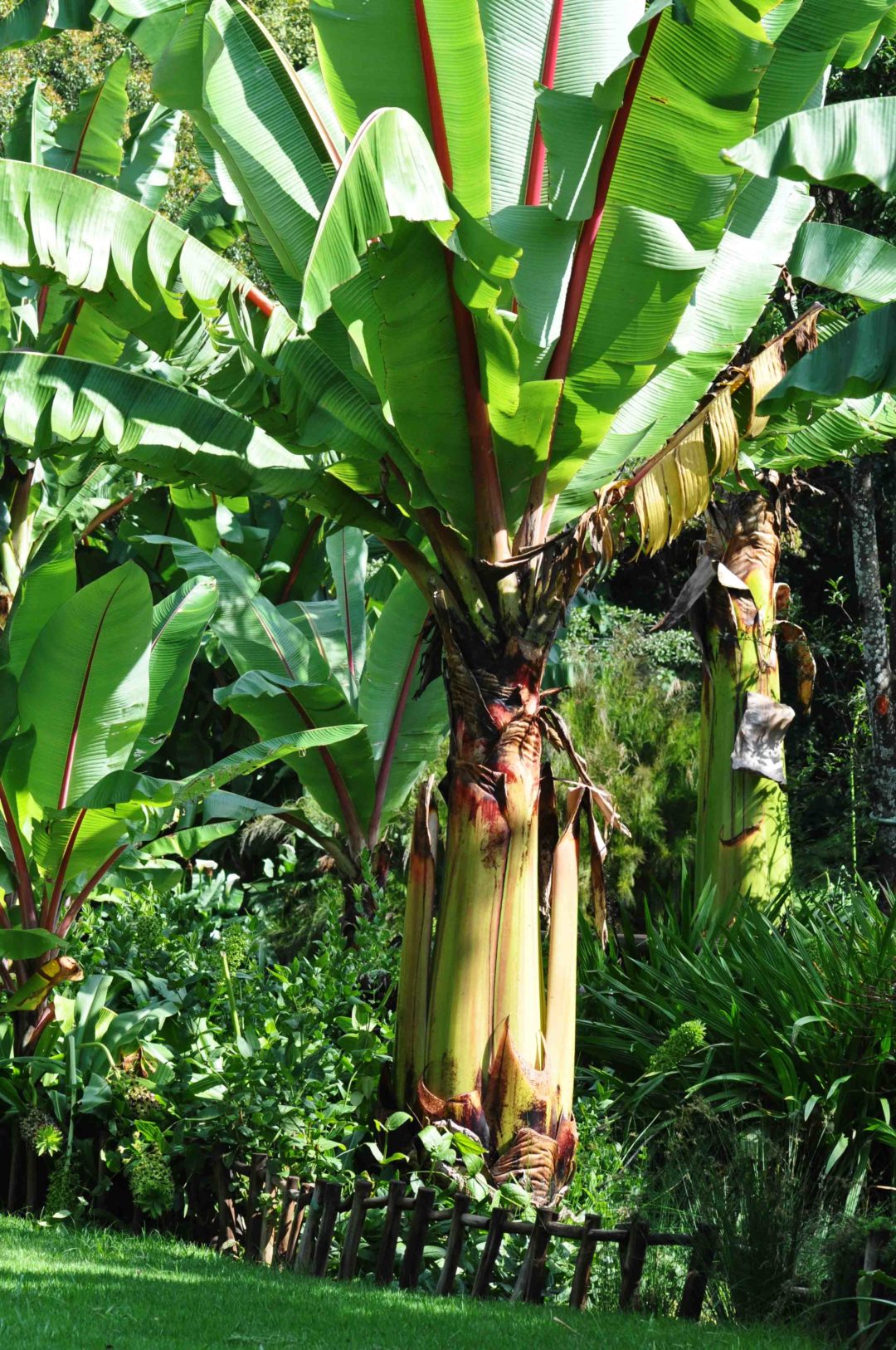 Ensete ventricosum | Tree SA