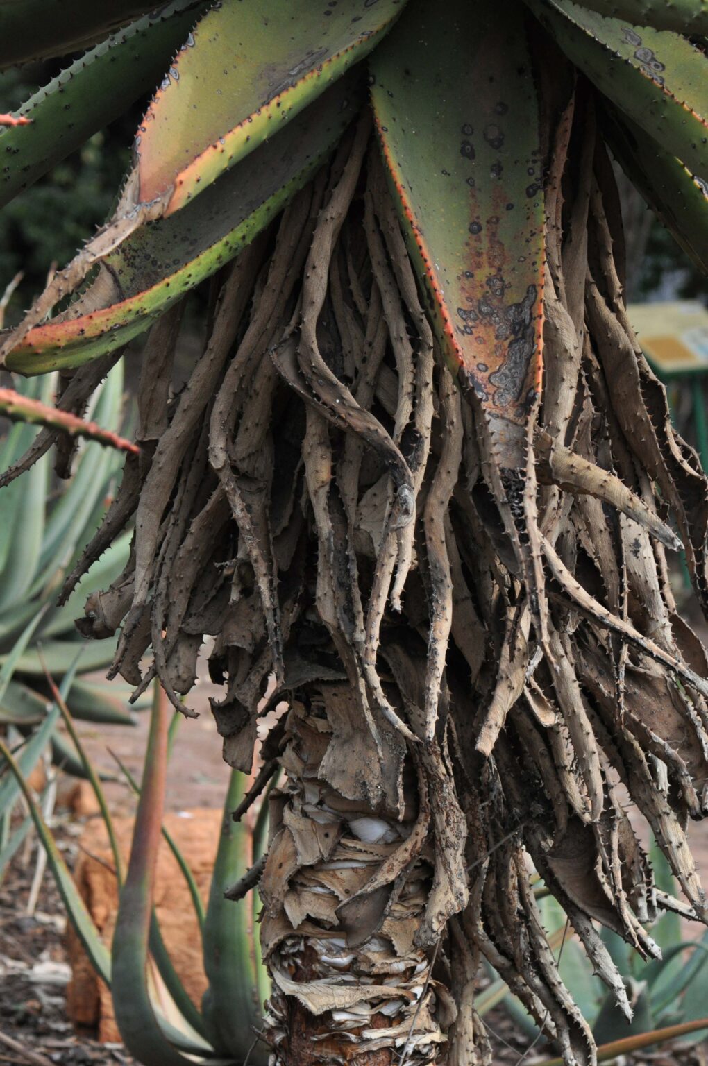 Aloe marlothii | Tree SA