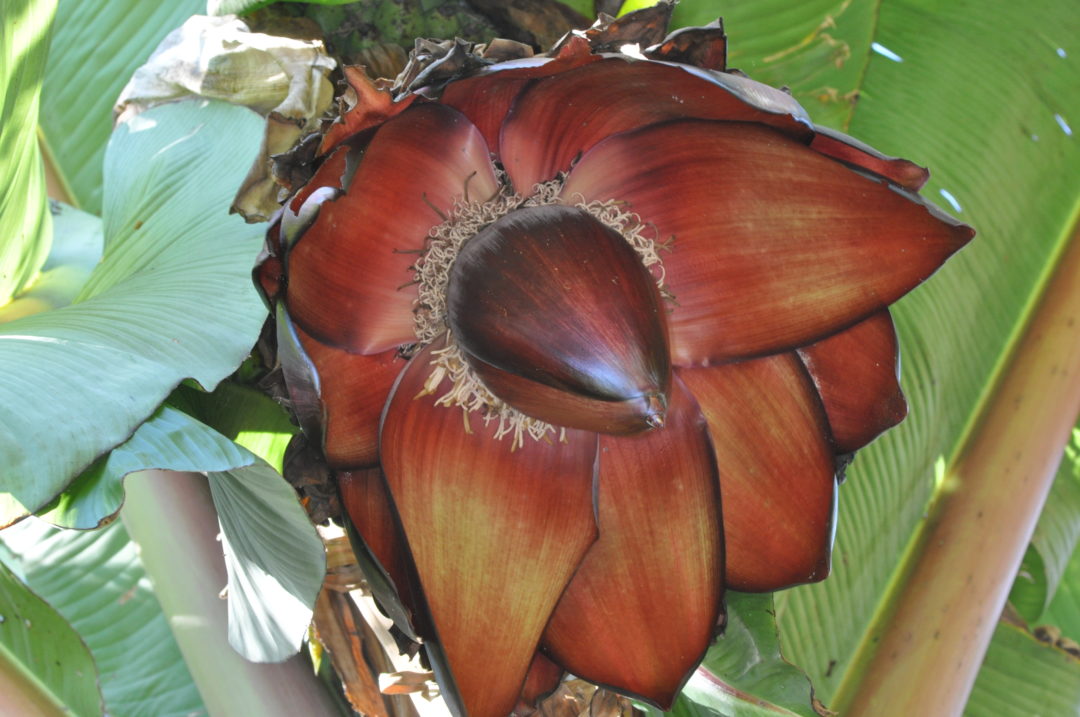 Ensete ventricosum | Tree SA