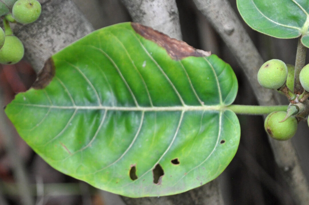 Ficus trichopoda | Tree SA
