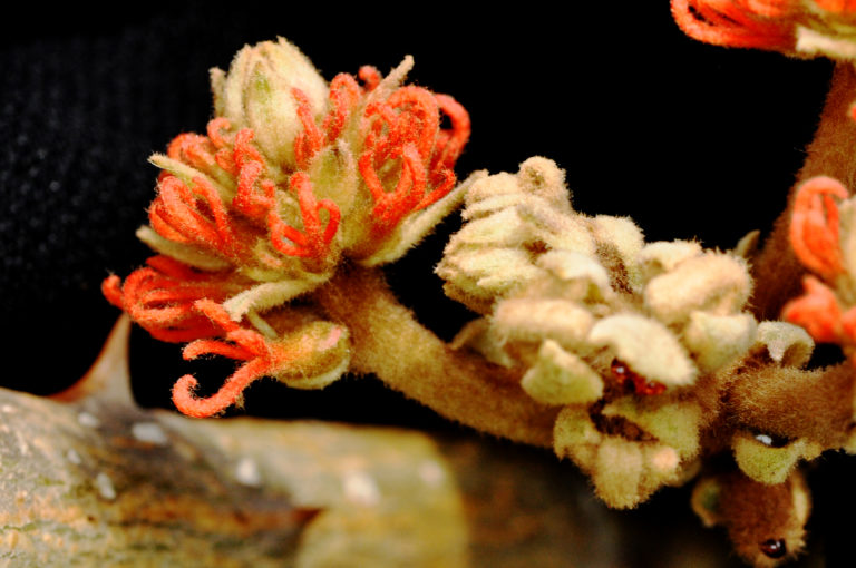 Erythrina abyssinica | Tree SA
