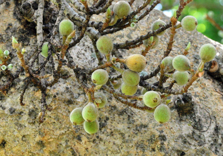 Ficus sycomorus | Tree SA