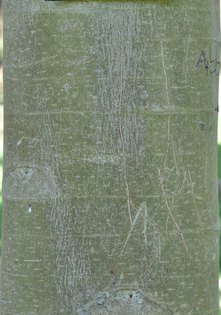 Ficus sur | Tree SA