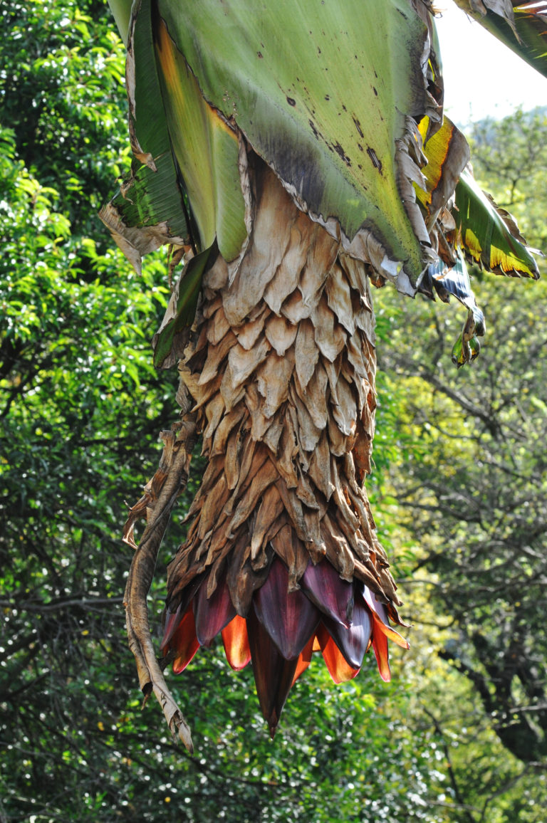 Ensete ventricosum | Tree SA