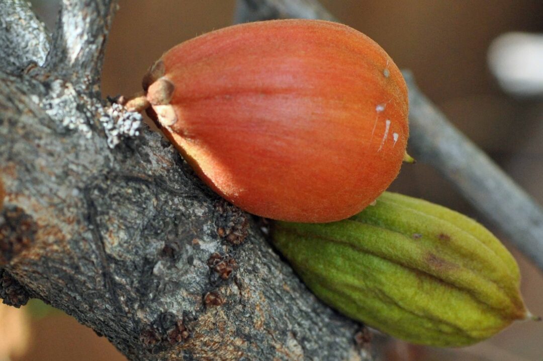 Englerophytum magalismontanum | Tree SA