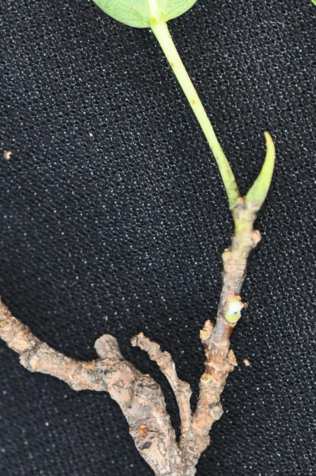 Ficus cordata | Tree SA
