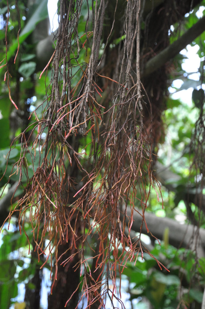 Durban Botanical Gardens | Tree SA