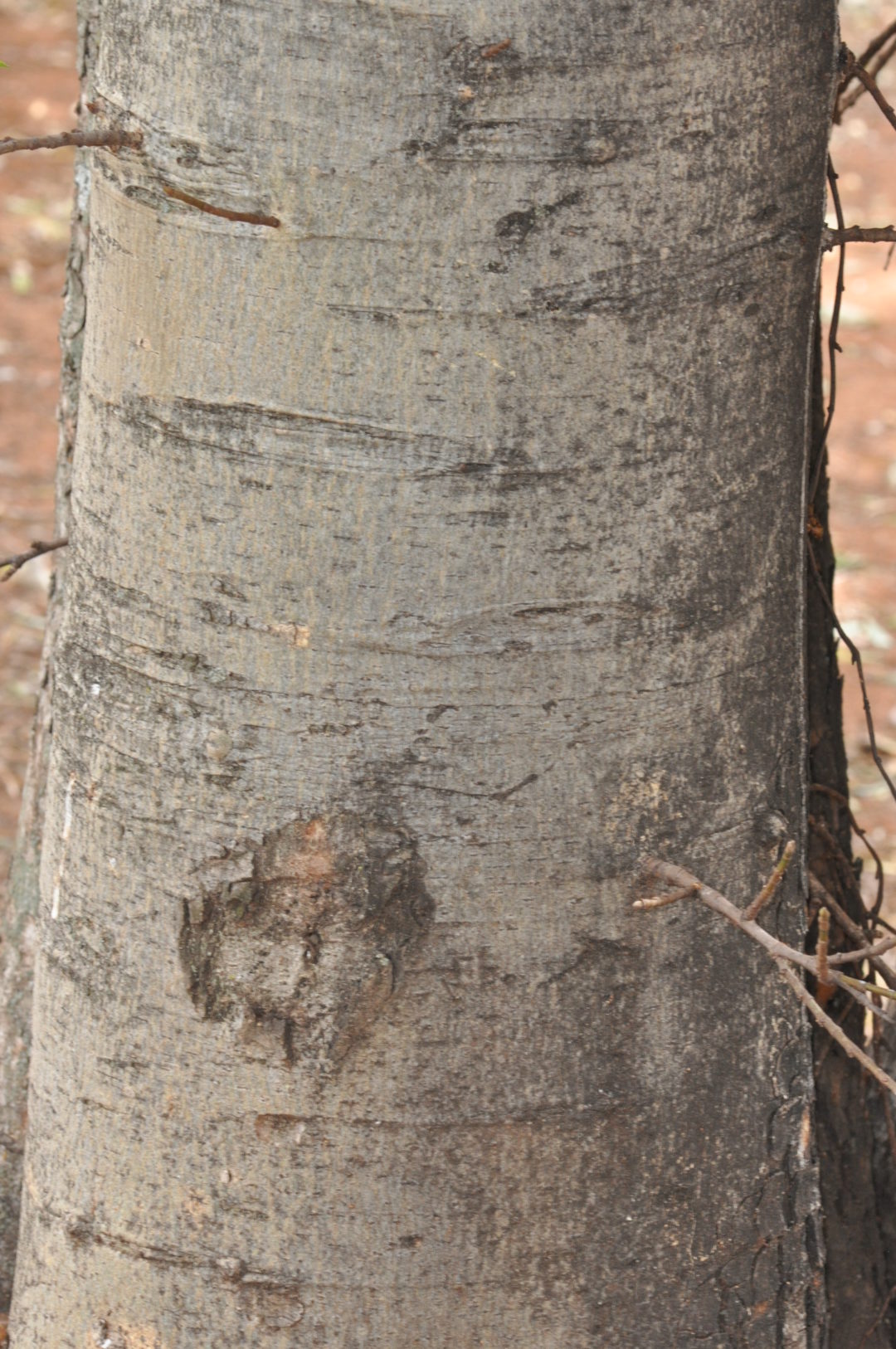 Ficus sur | Tree SA