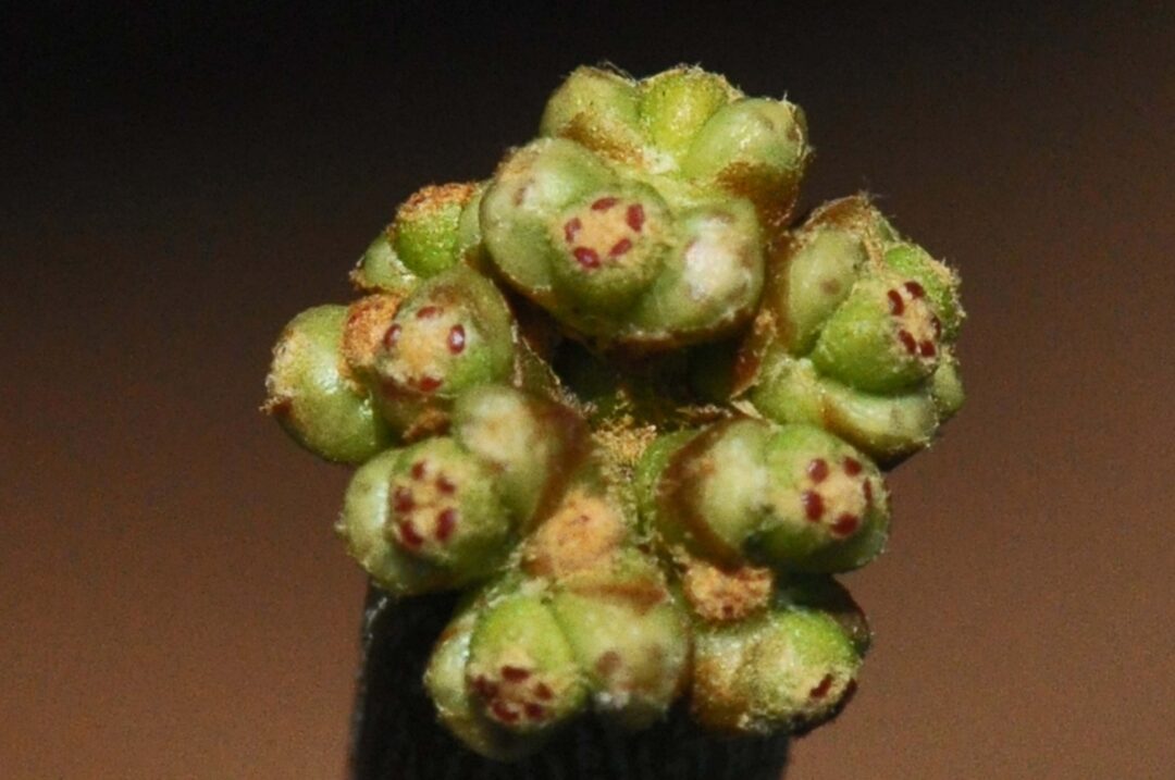 Euphorbia tirucalli | Tree SA