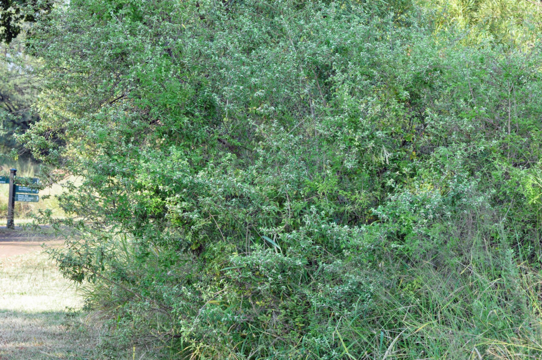 Lippia javanica | Tree SA