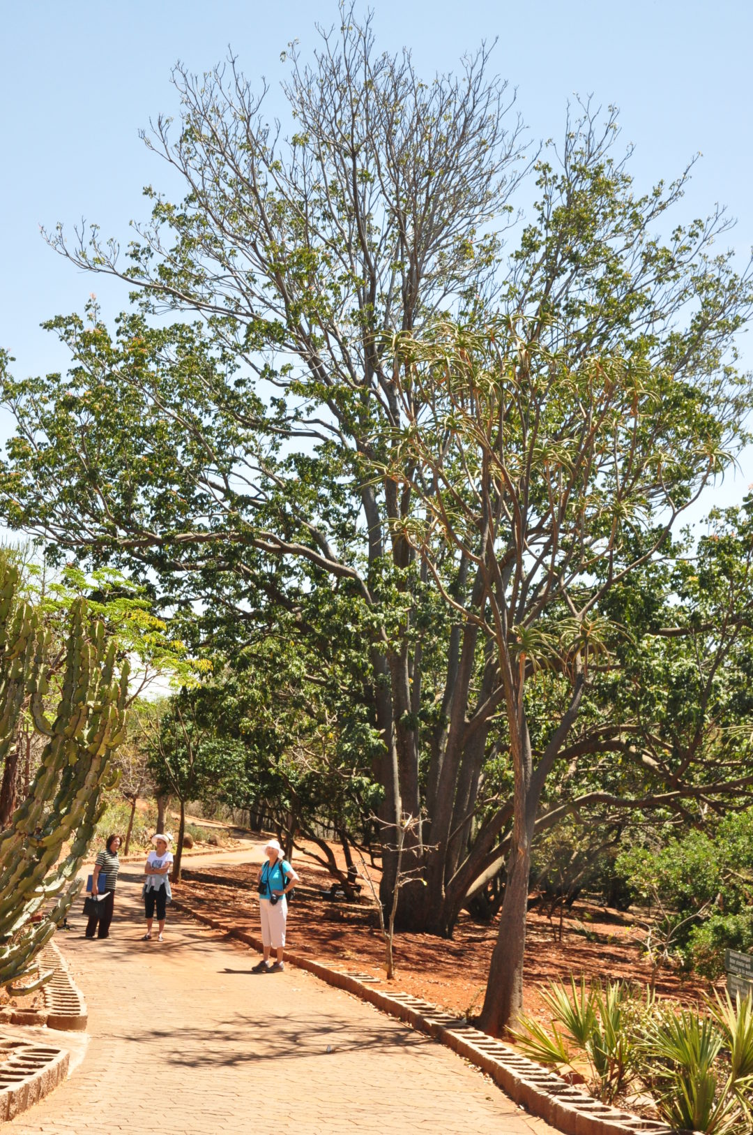 Khaya anthotheca | Tree SA