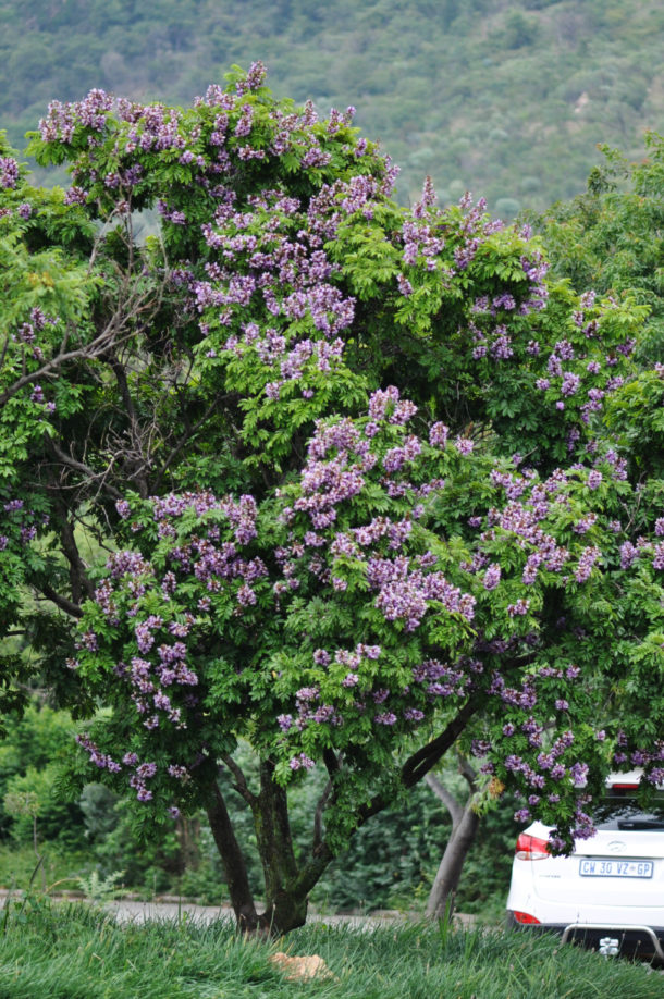 Millettia grandis | Tree SA