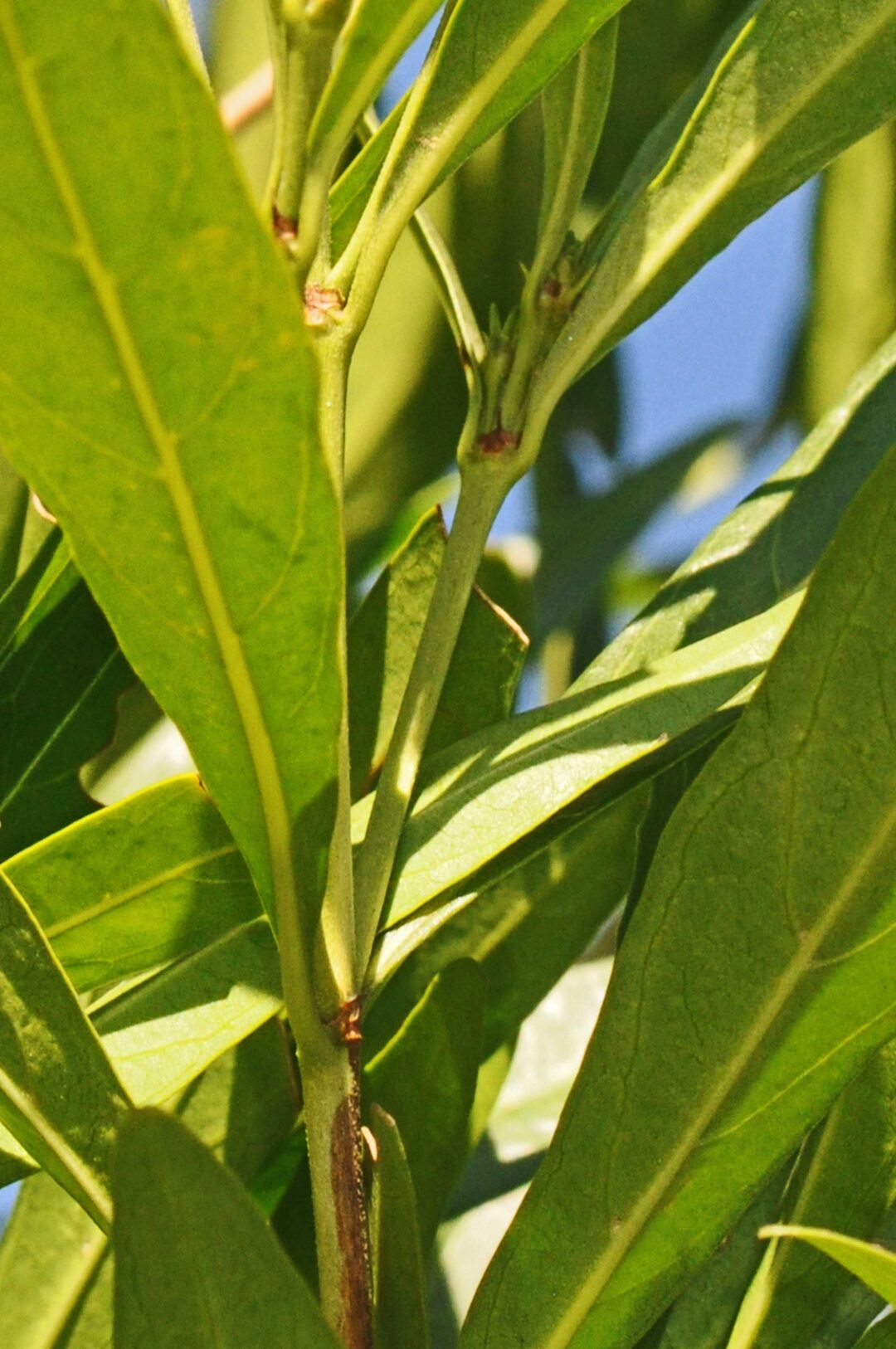 Pavetta lanceolata | Tree SA