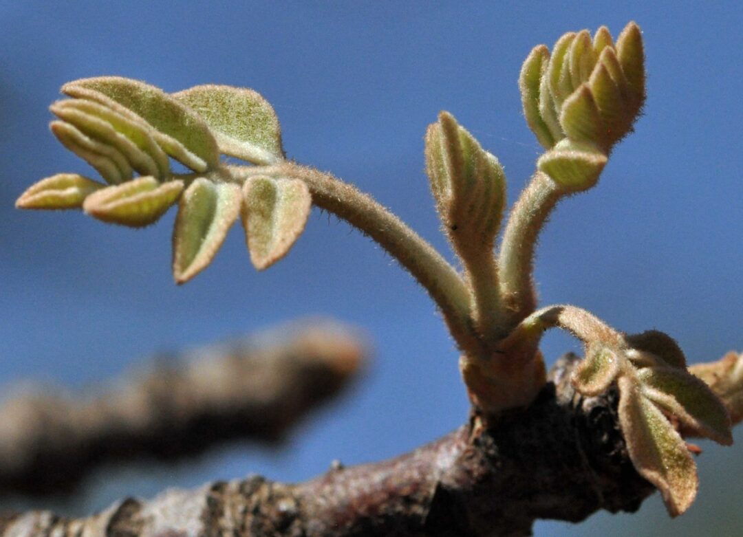 Lannea discolor | Tree SA
