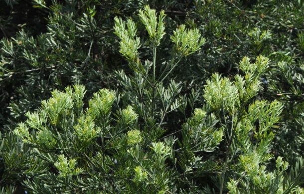 Podocarpus falcatus | Tree SA