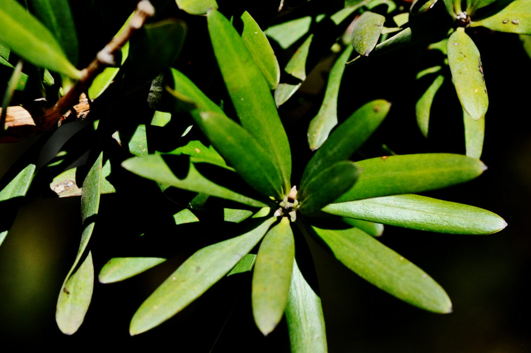 Podocarpus latifolius | Tree SA