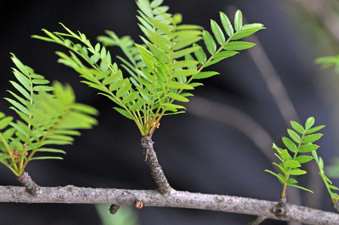 Kirkia wilmsii | Tree SA