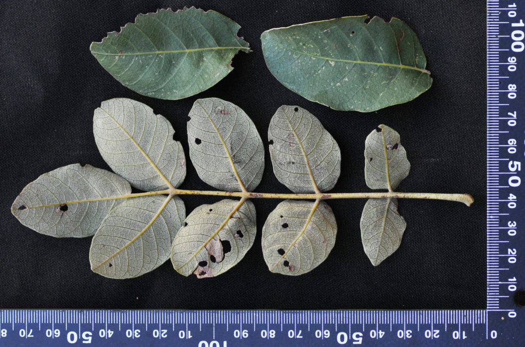 Lannea discolor | Tree SA