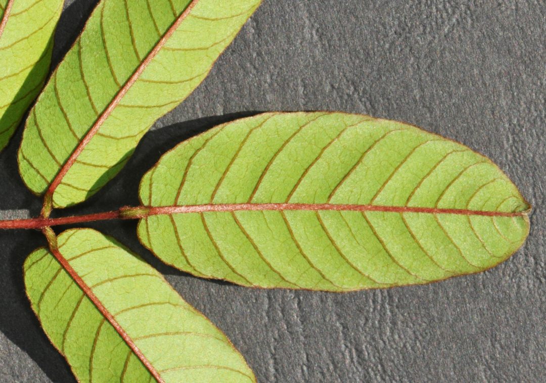 Millettia grandis | Tree SA